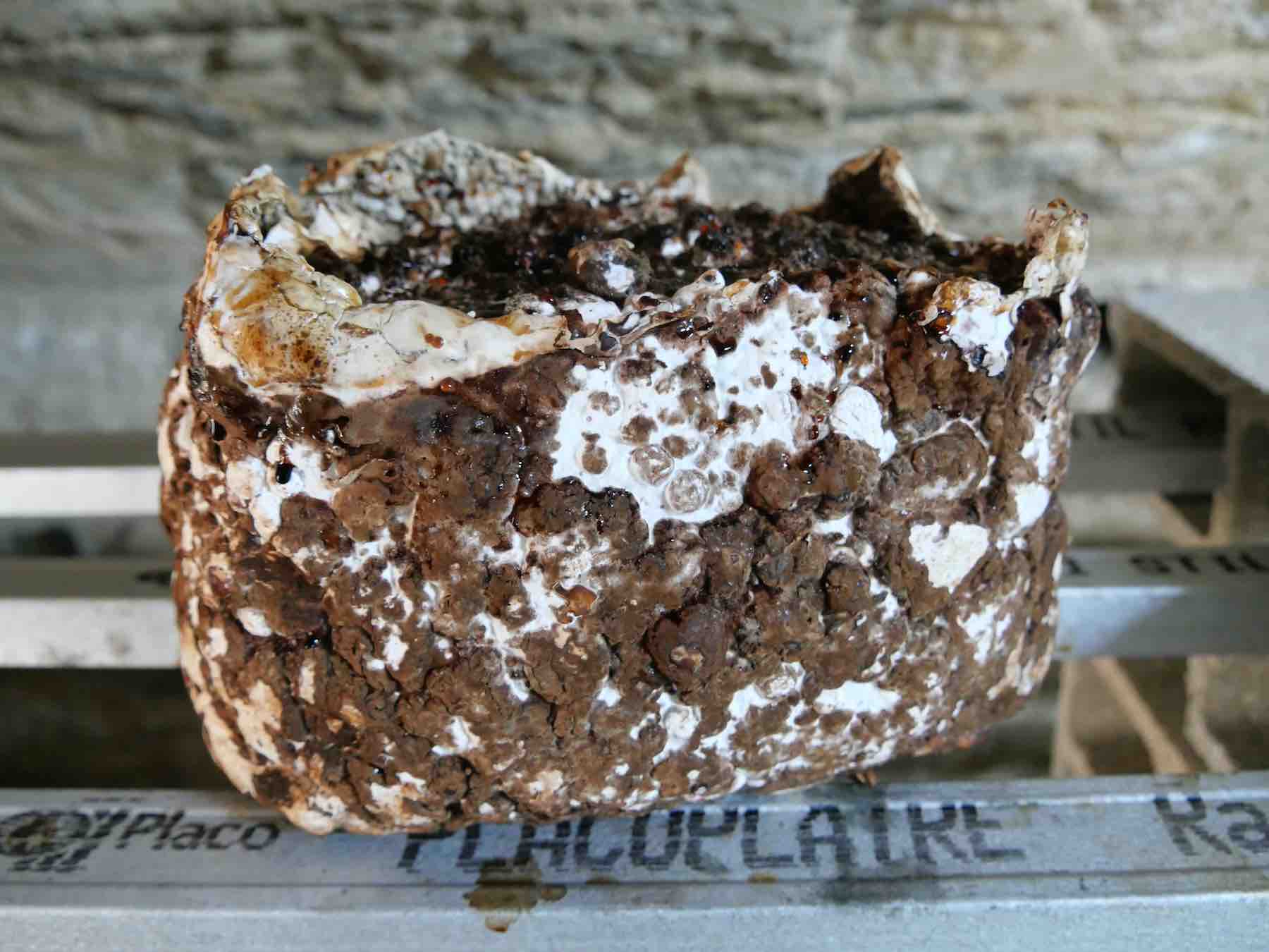 Cultiver le Shitake champignon