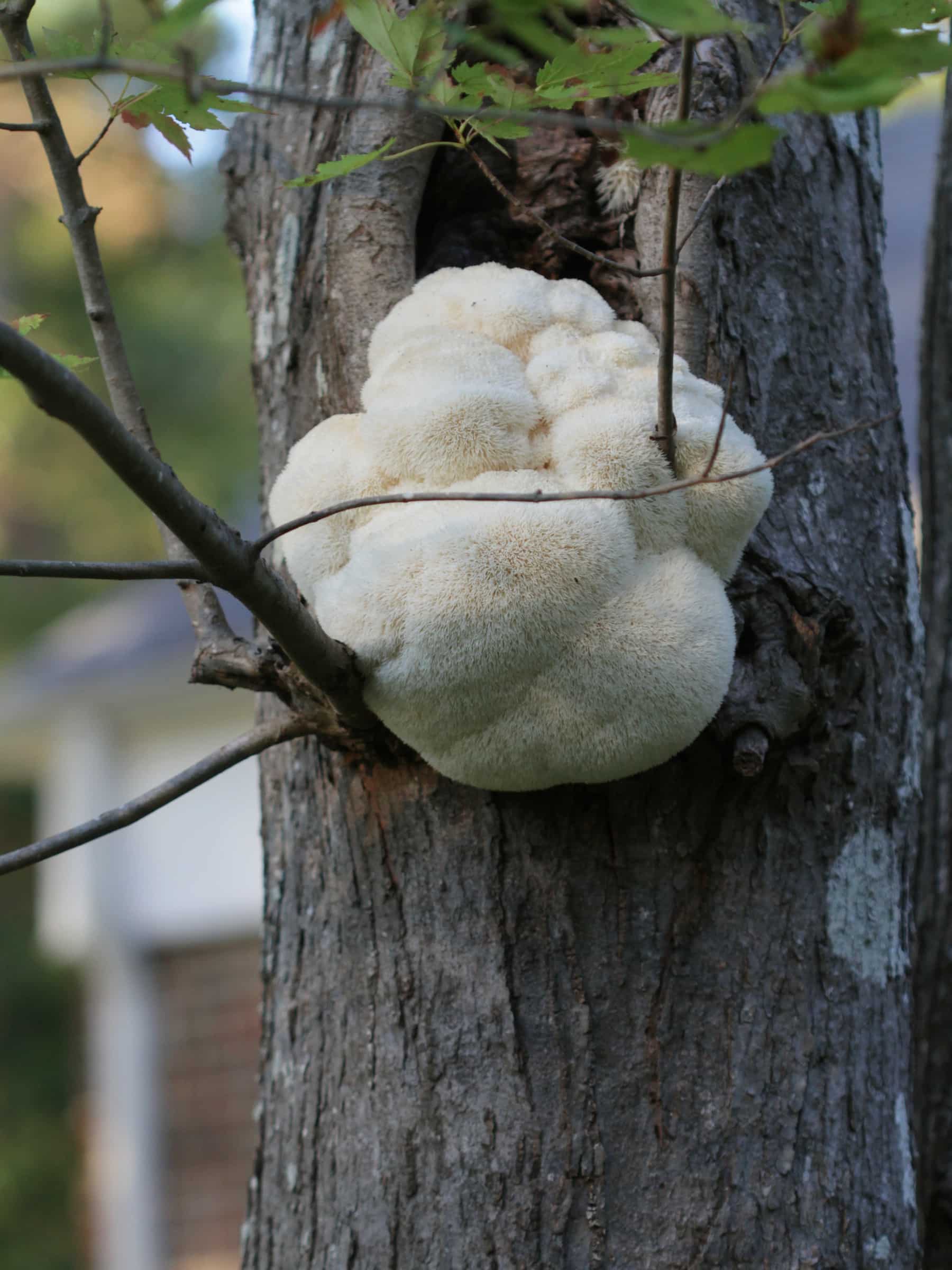 Cultiver l’Hydne Hérisson (Lion's Mane)